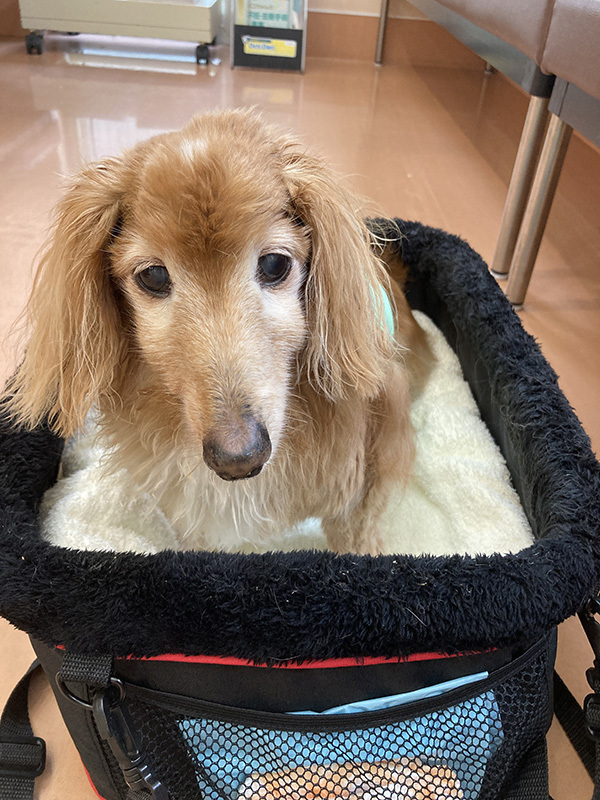 病院day その1: *もも色・すみれ色*